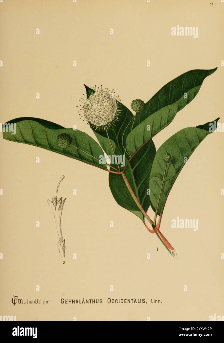 American, medicinal plants, New York, Boericke & Tafel, c1887, botany ...