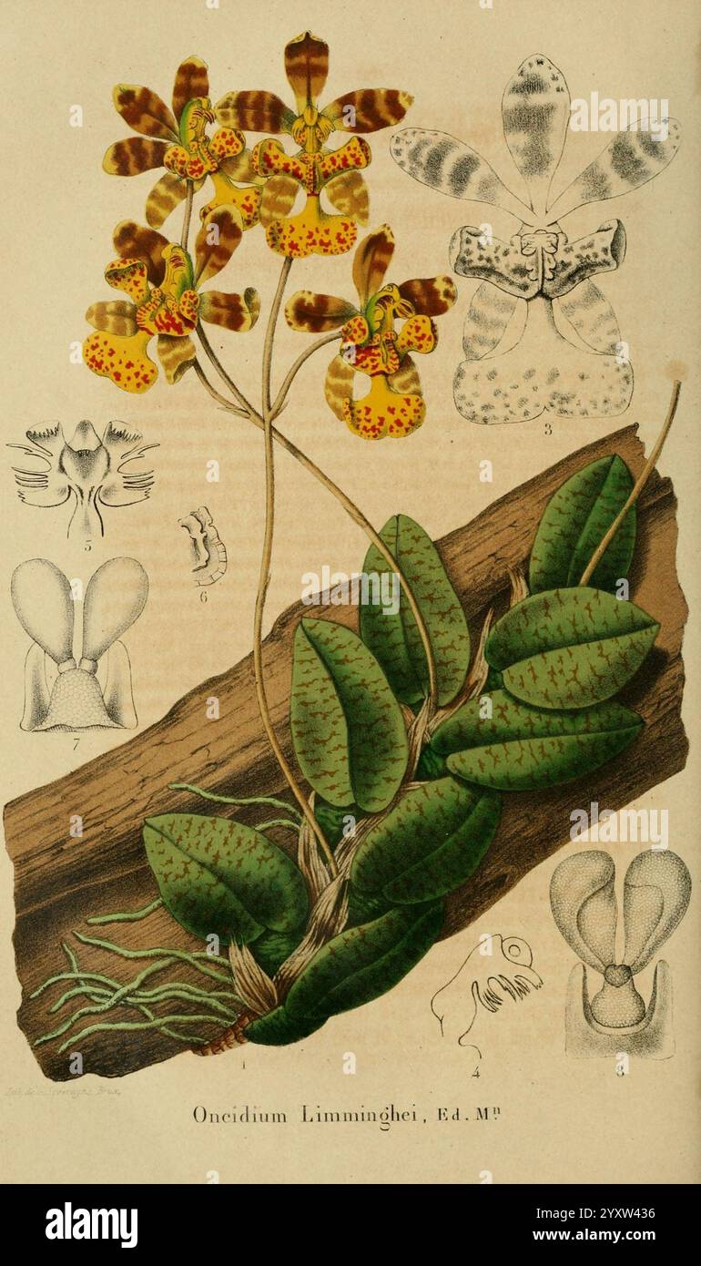 Belgique horticole Liége botany horticulture periodicals plants, The ...