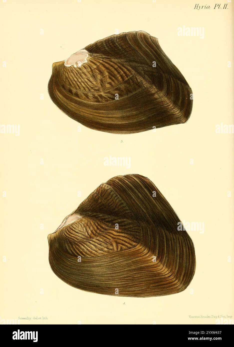 Genus hyria hi-res stock photography and images - Alamy