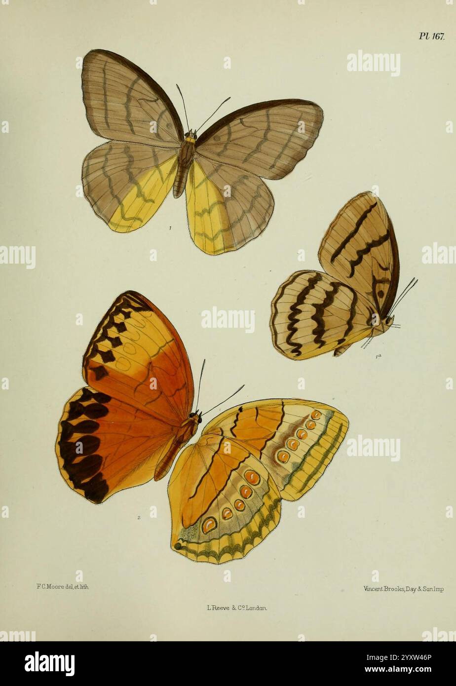 Top butterfly features soft hi-res stock photography and images - Alamy