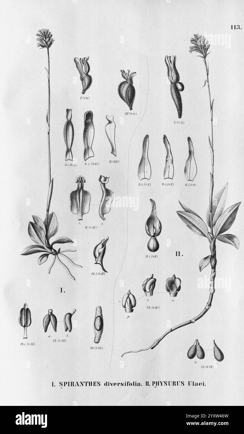 Variations of plant anatomy Black and White Stock Photos & Images - Alamy