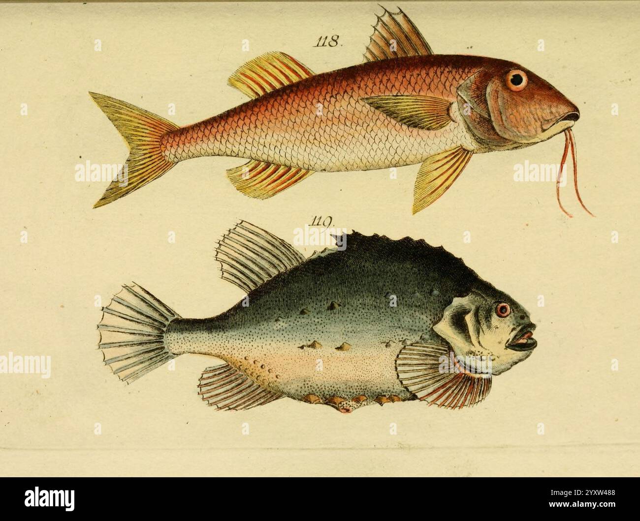 Illustration displays two distinct fish species hi-res stock ...