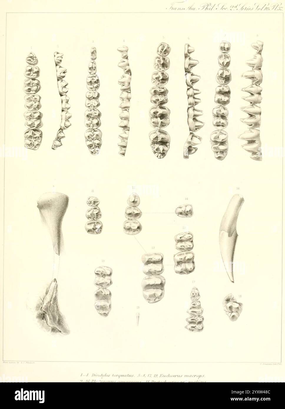 Various dental structures hi-res stock photography and images - Alamy