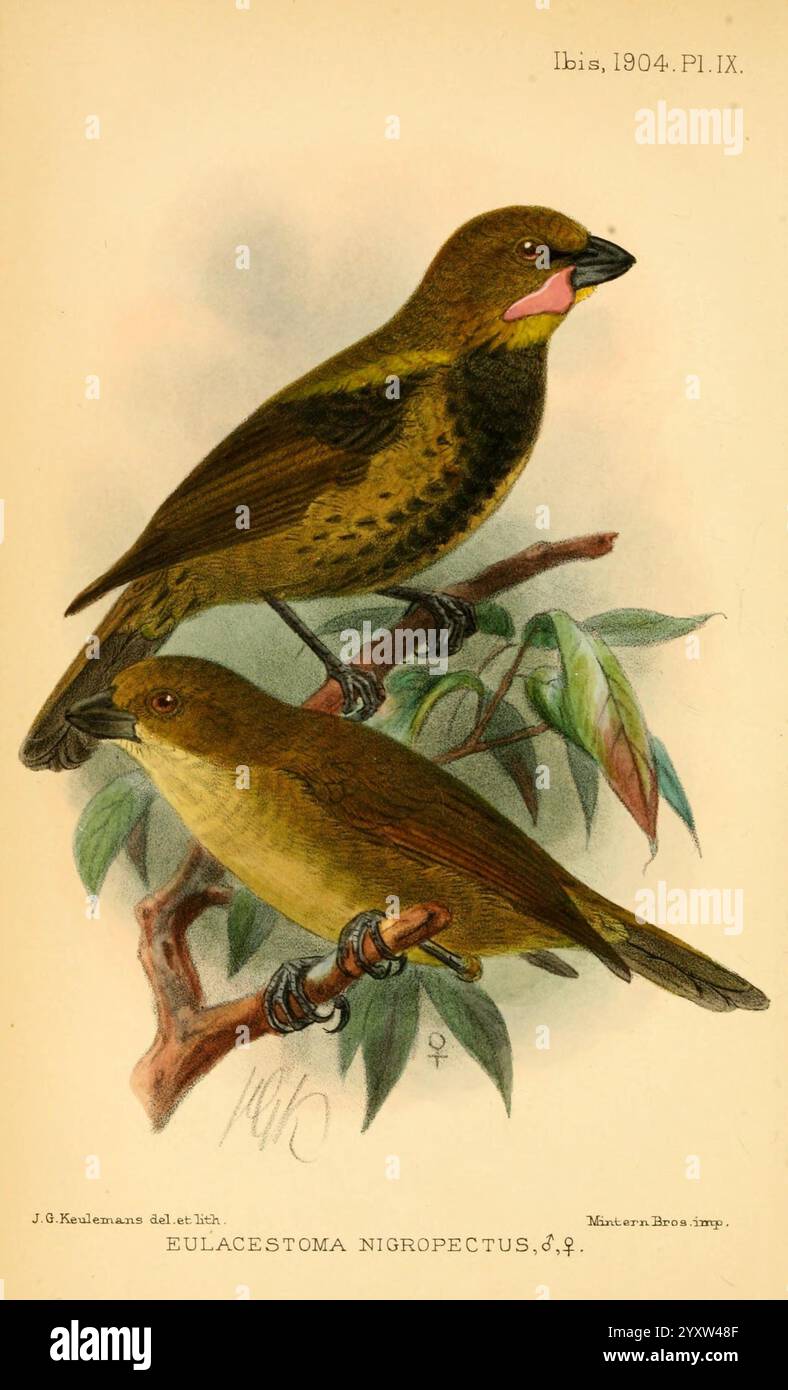 Pinkish brown markings hi-res stock photography and images - Alamy