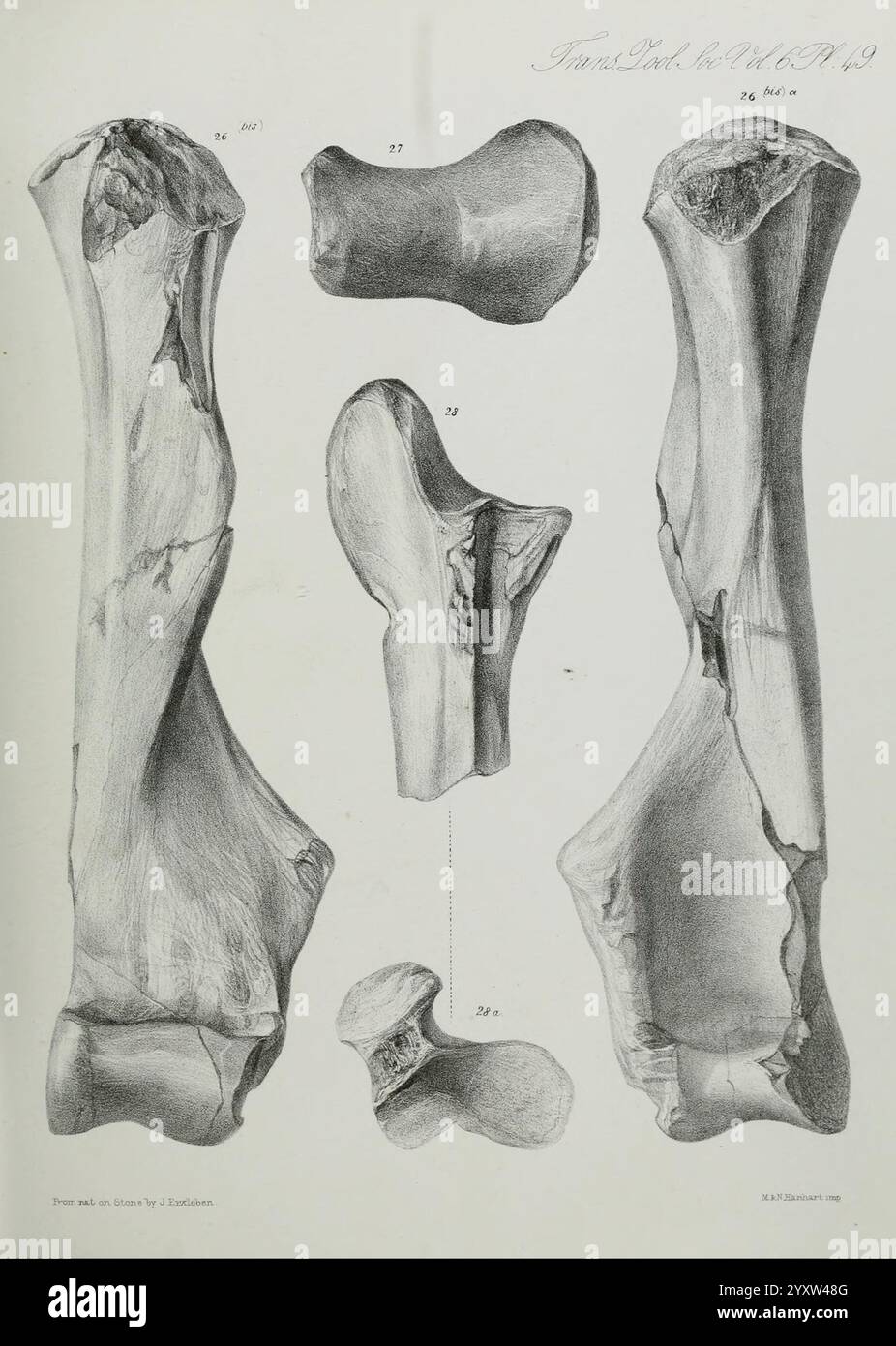 Transactions of the Zoological Society of London. London, Published for ...
