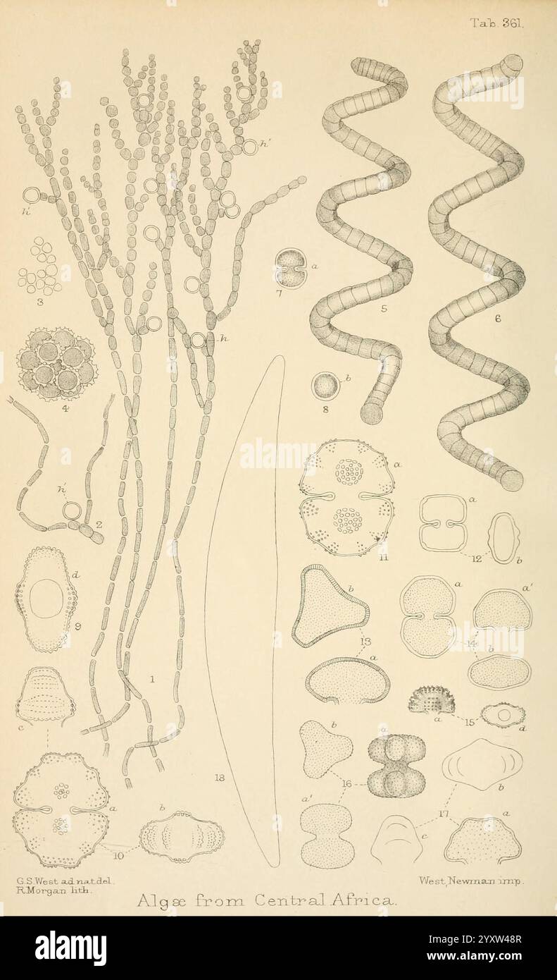 Algal structures hi-res stock photography and images - Alamy