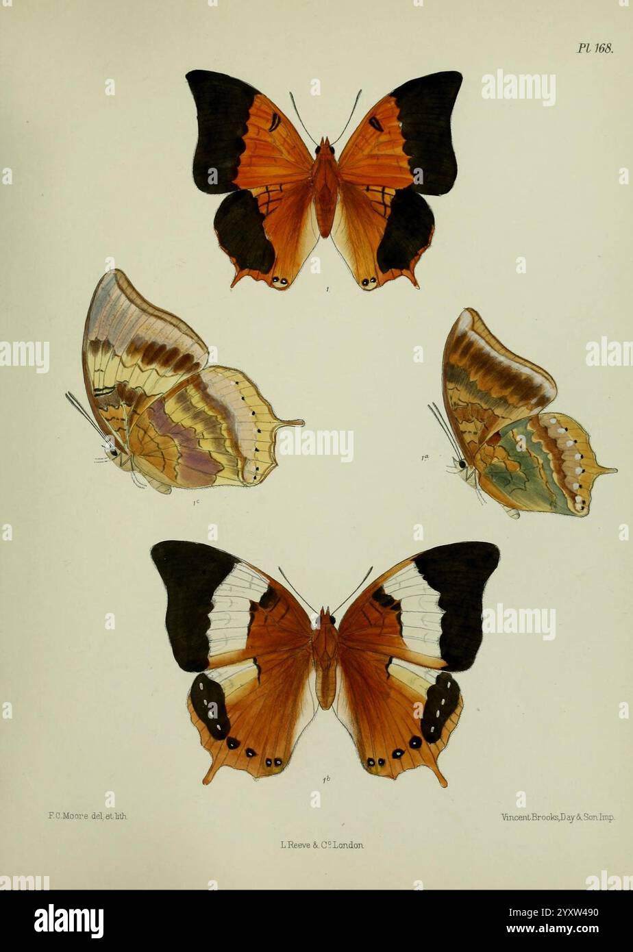 Four beautifully illustrated butterflies hi-res stock photography and ...