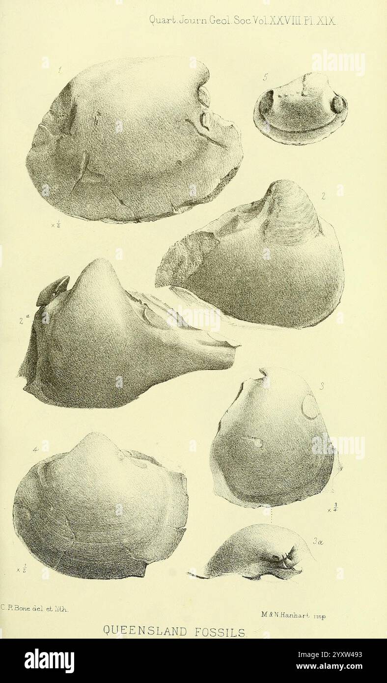 Understanding past life forms hi-res stock photography and images - Alamy