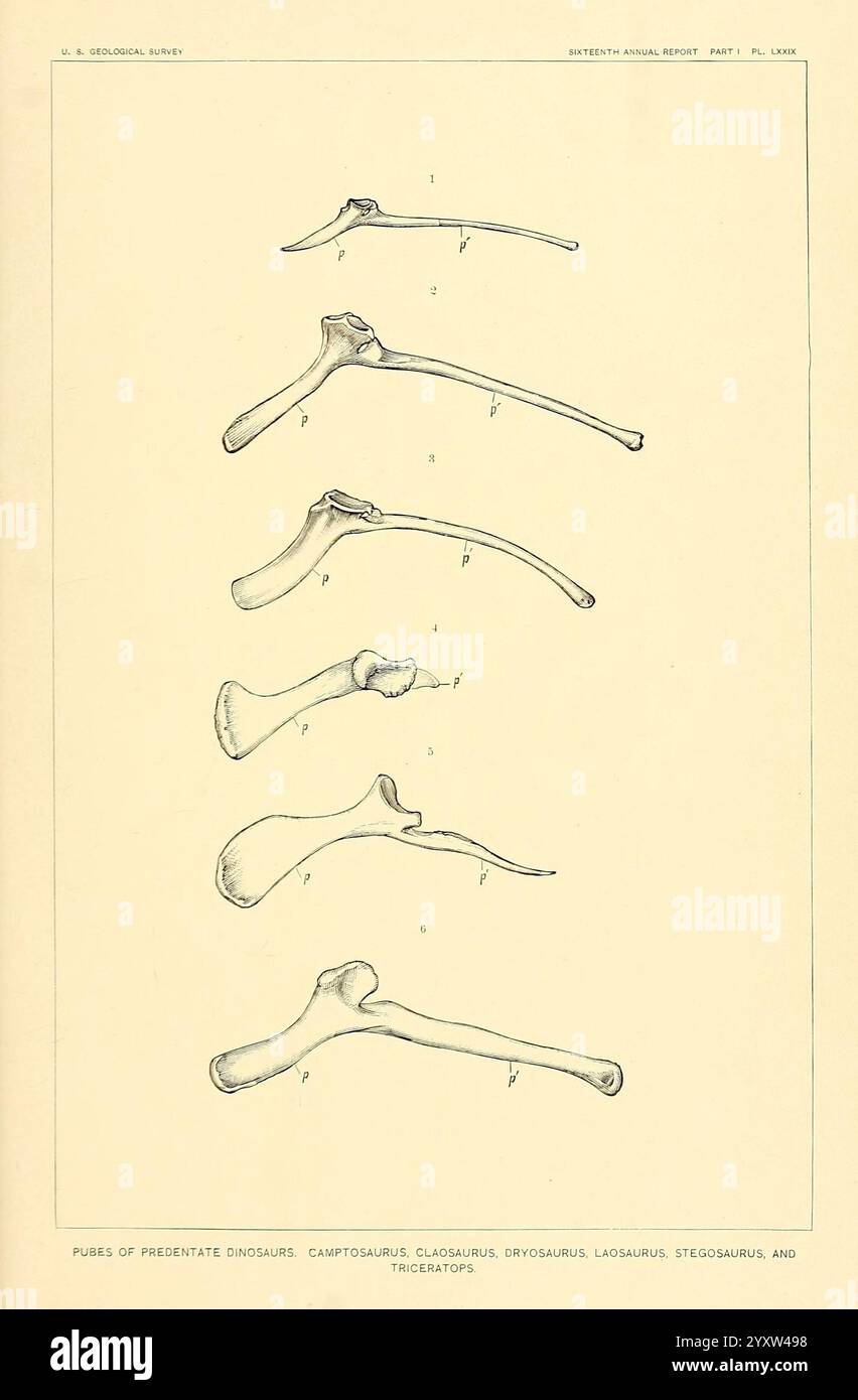 Paleontological identification hi-res stock photography and images - Alamy