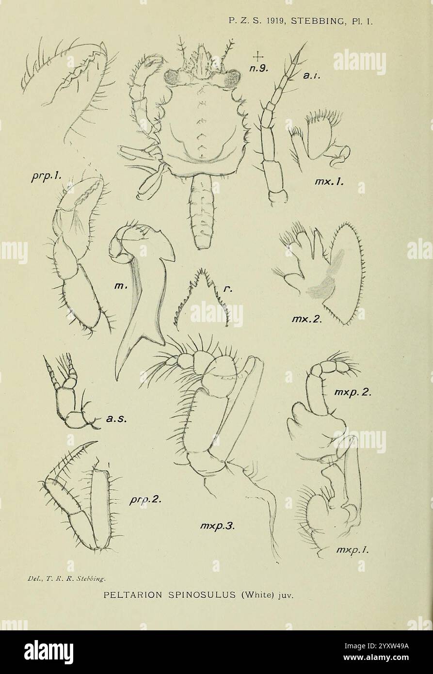 Proceedings of the Zoological Society of London London, Academic Press ...