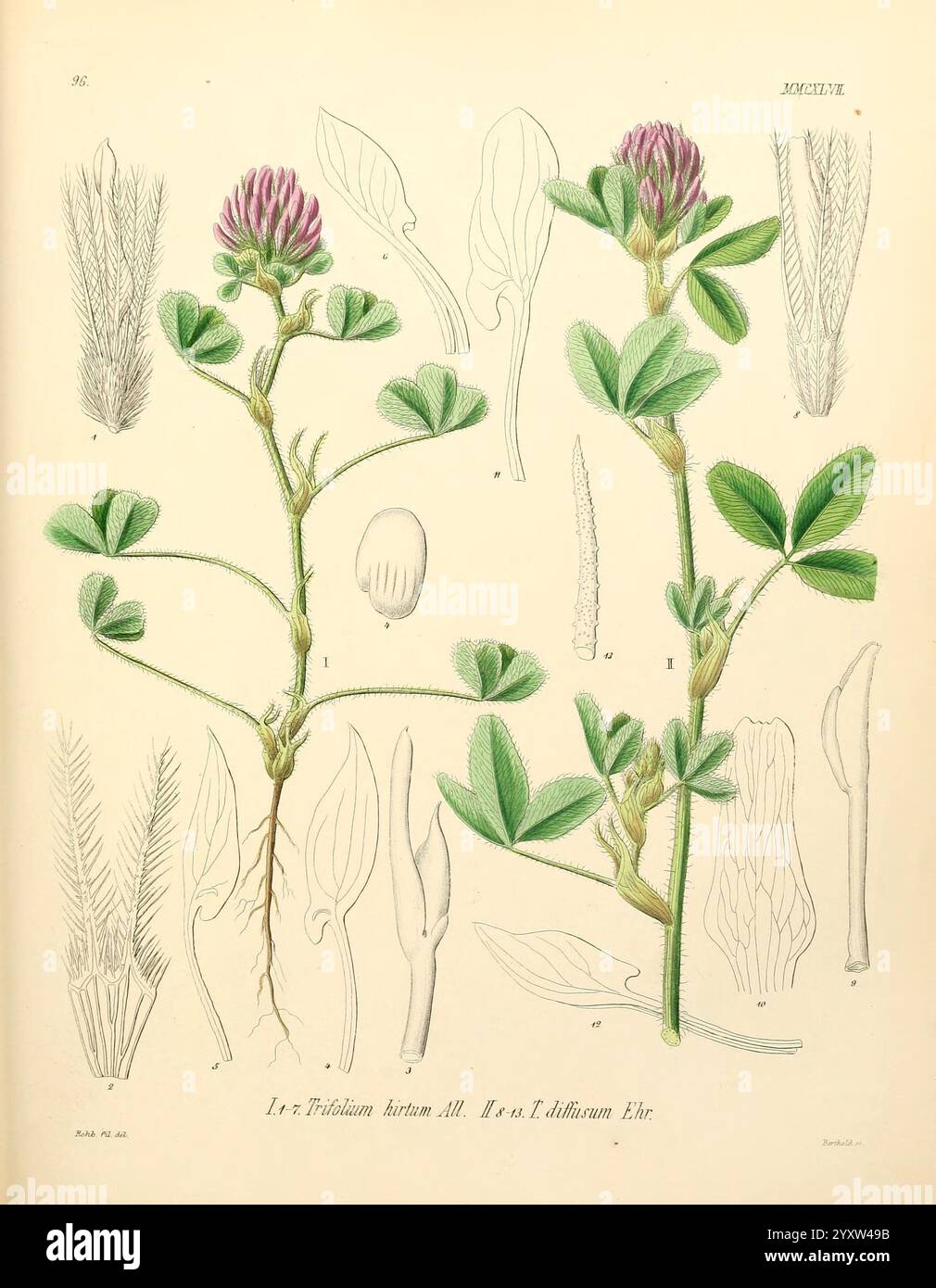 Various morphological characteristics hi-res stock photography and ...