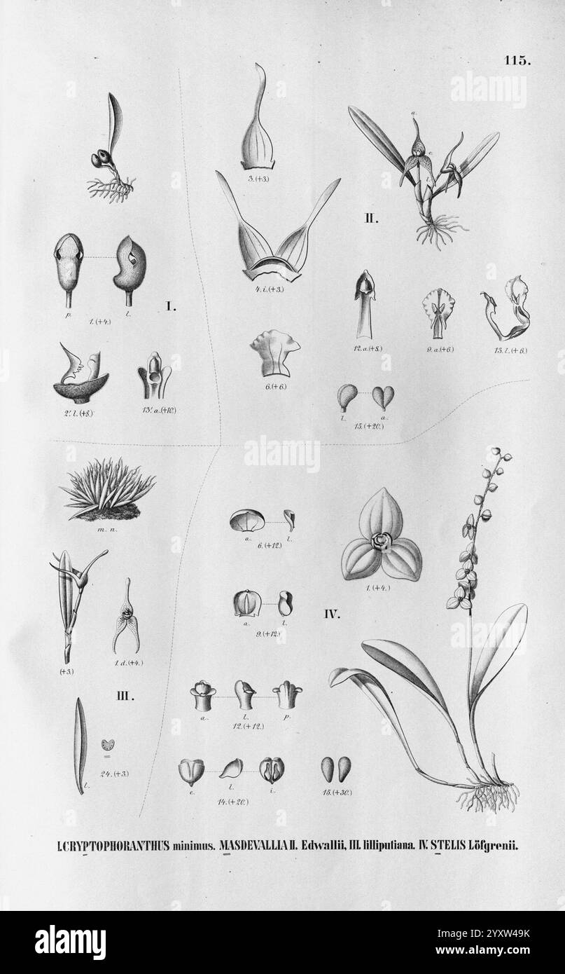 Forms of plant anatomy Black and White Stock Photos & Images - Alamy