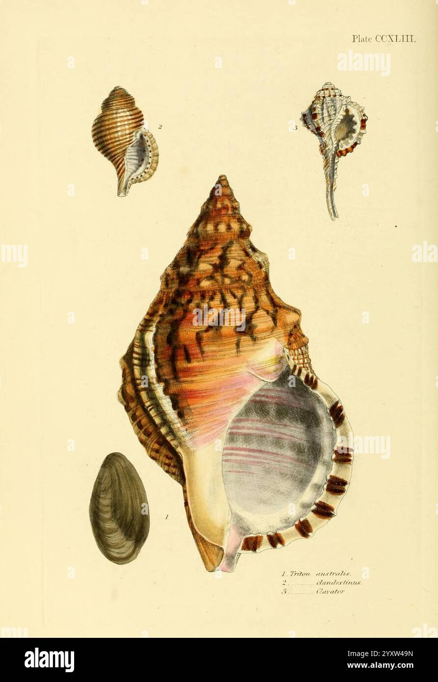 Lighter color palette hi-res stock photography and images - Alamy