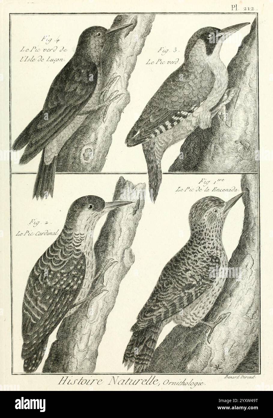 Detailed illustration of four distinct bird species hi-res stock ...