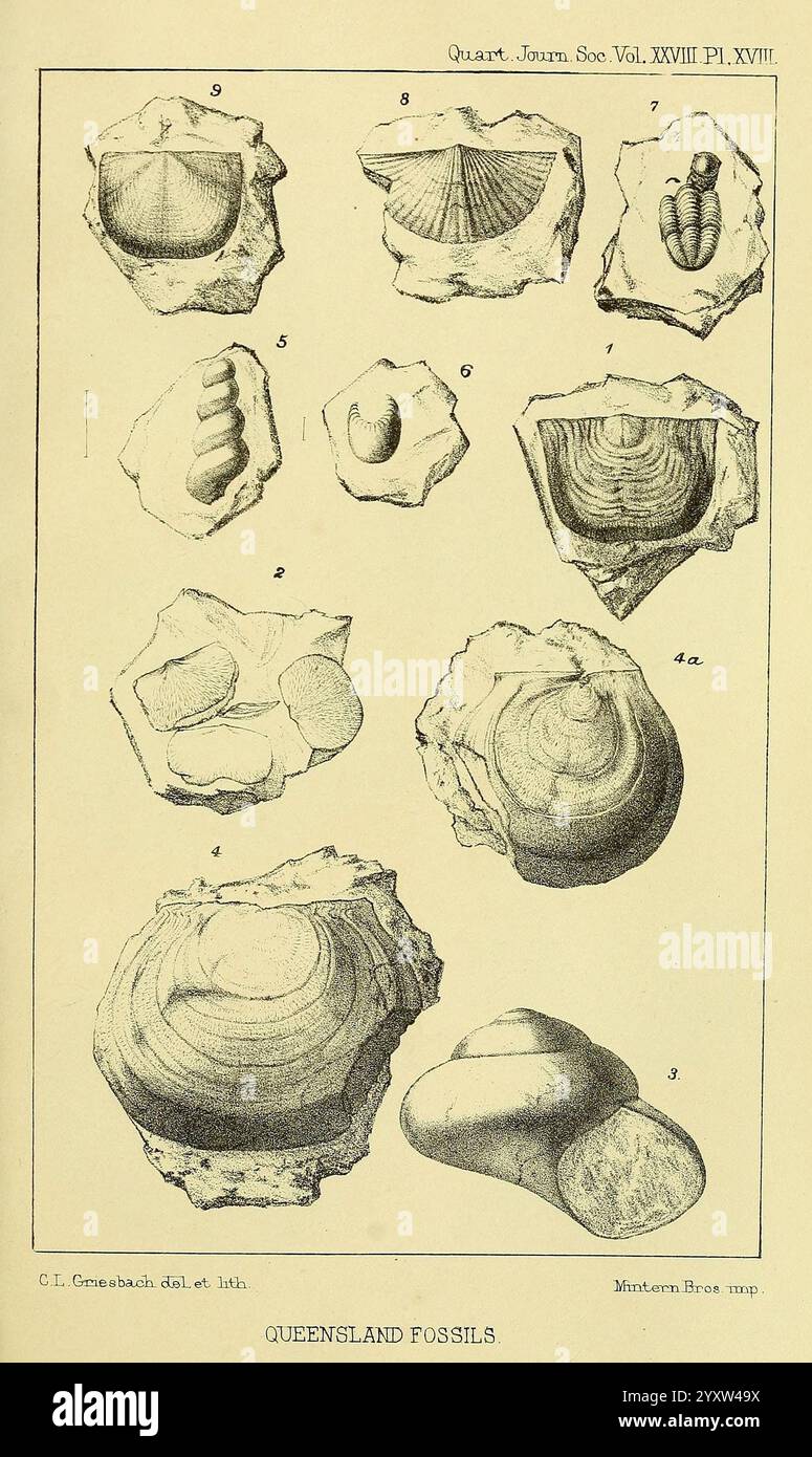 Fossil specimens labeled hi-res stock photography and images - Alamy