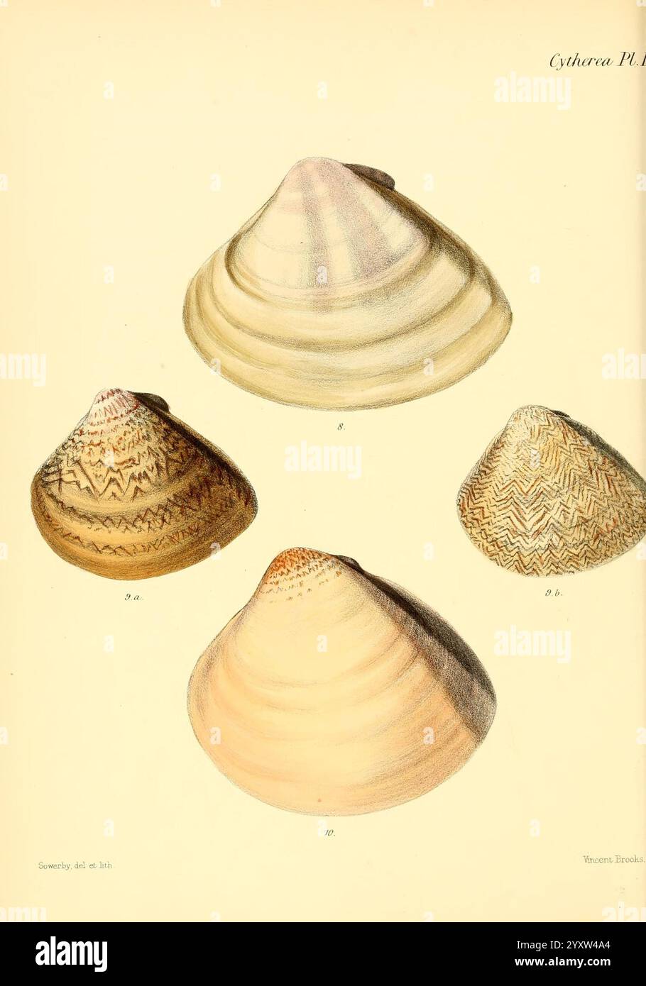 Exhibits gentle ridges hi-res stock photography and images - Alamy