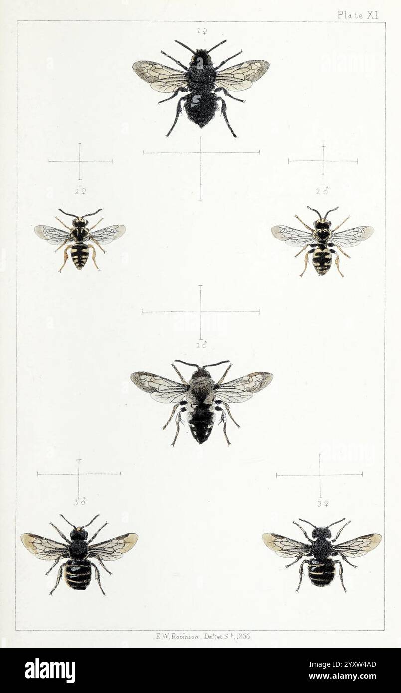 Detailed illustration features six distinct species hi-res stock ...