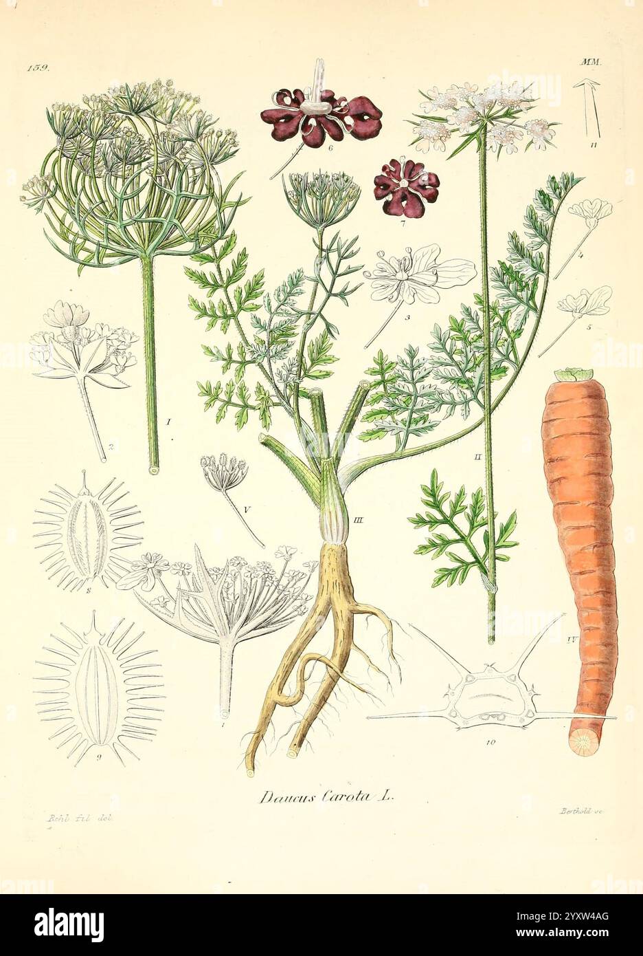 Distinguish daucus carota hi-res stock photography and images - Alamy