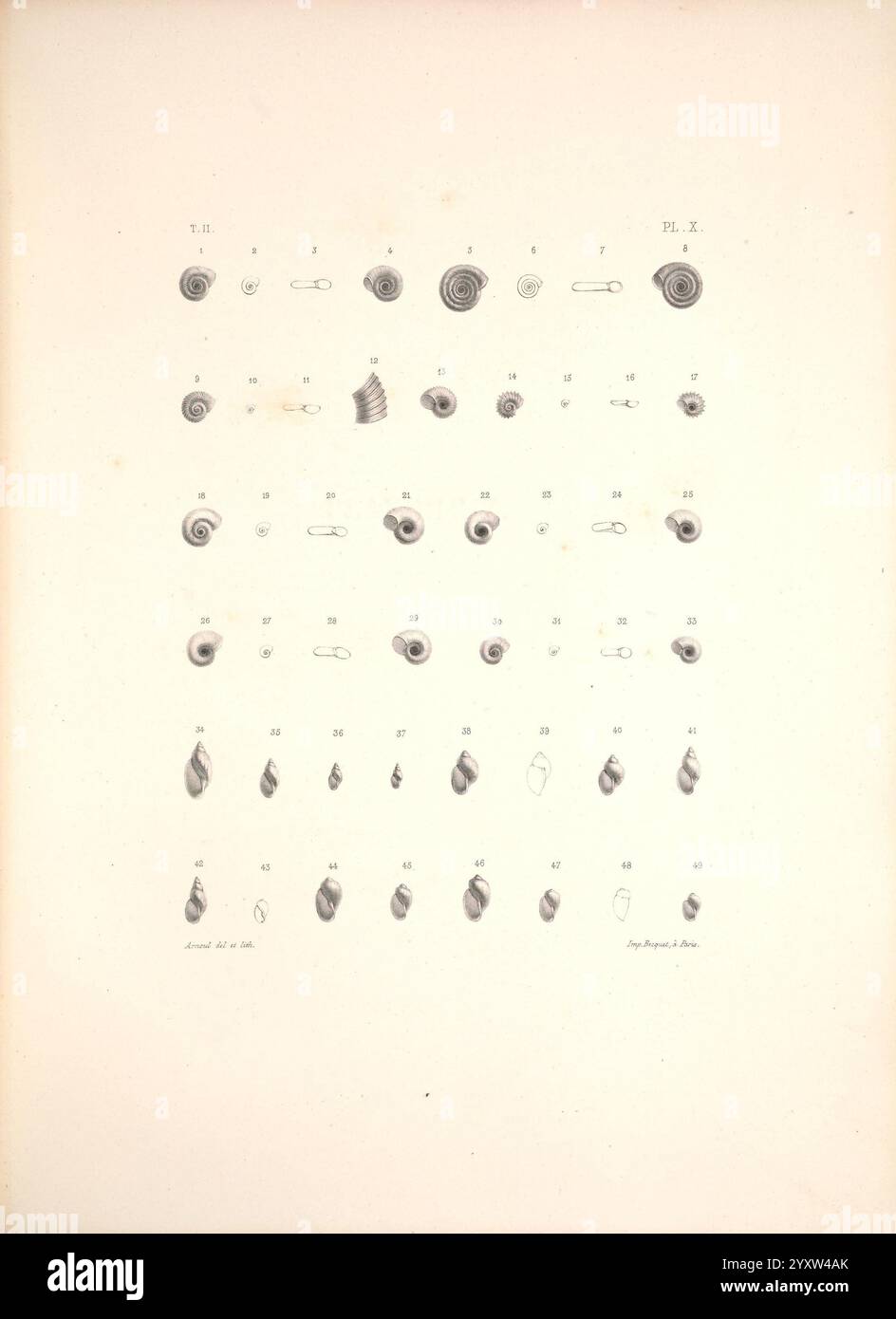 Malacologie de l'Algérie, ou, Histoire naturelle des animaux mollusques ...
