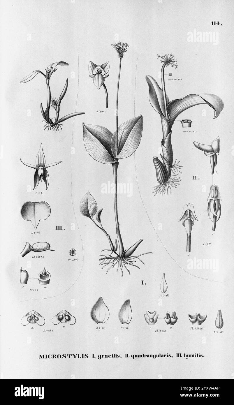 Labeled section details Black and White Stock Photos & Images - Alamy