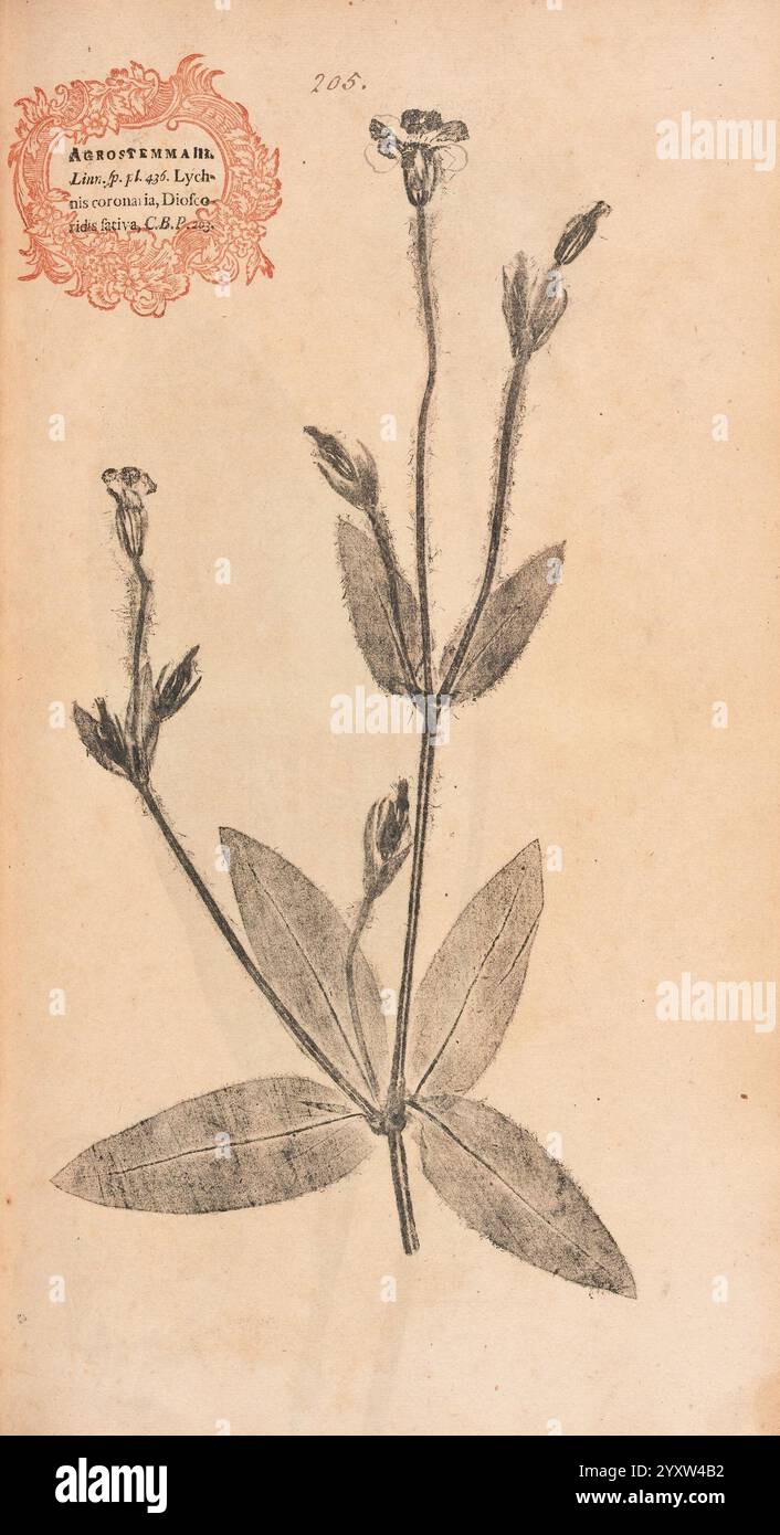 Flora Berolinensis, Berlin, Die Schule, 1757-1758. Agrostemma coronaria ...