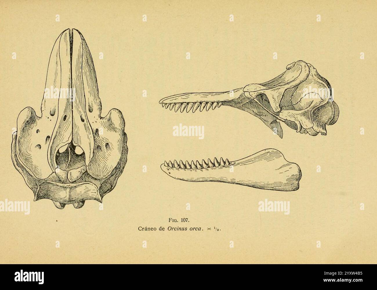 Fauna Ibérica, Mamíferos Madrid, Museo Nacional de Ciencias Naturales ...