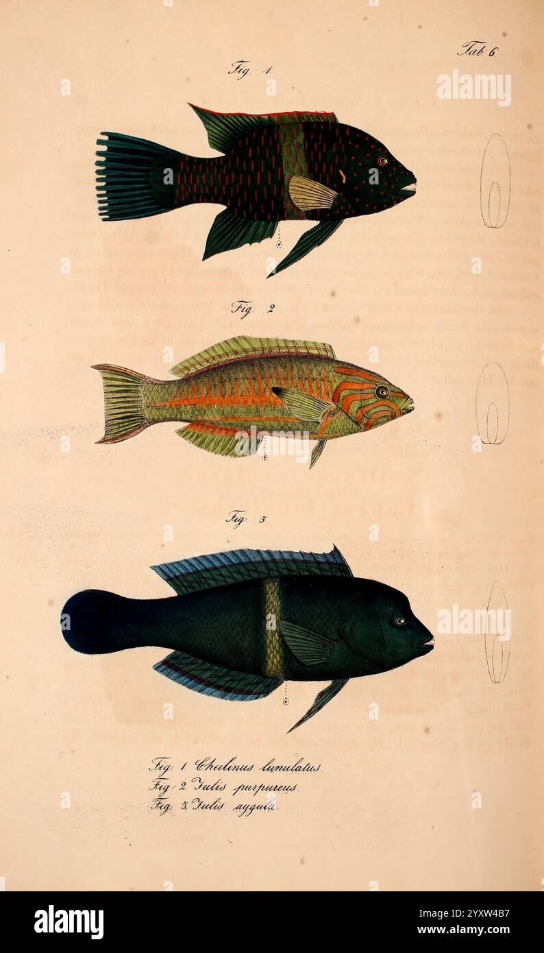 Illustration features three distinct fish species labeled hi-res stock ...