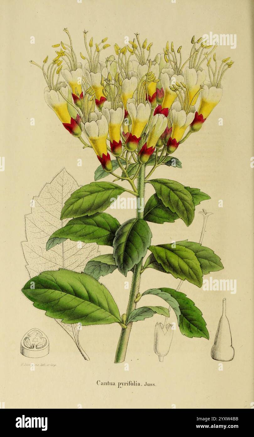 Incas drawing hi-res stock photography and images - Alamy