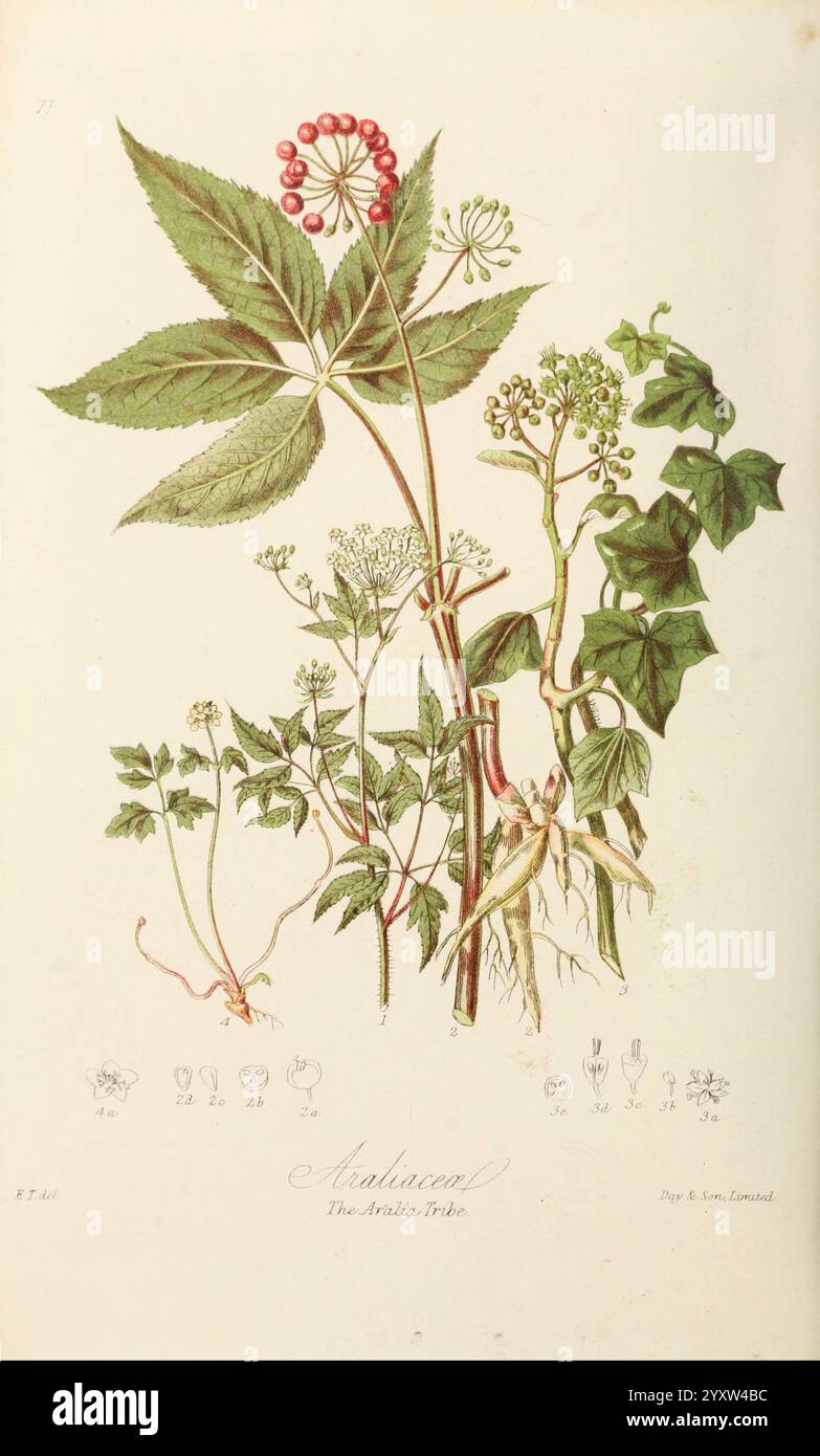 Illustrations of the Natural Orders of Plants with Groups and ...