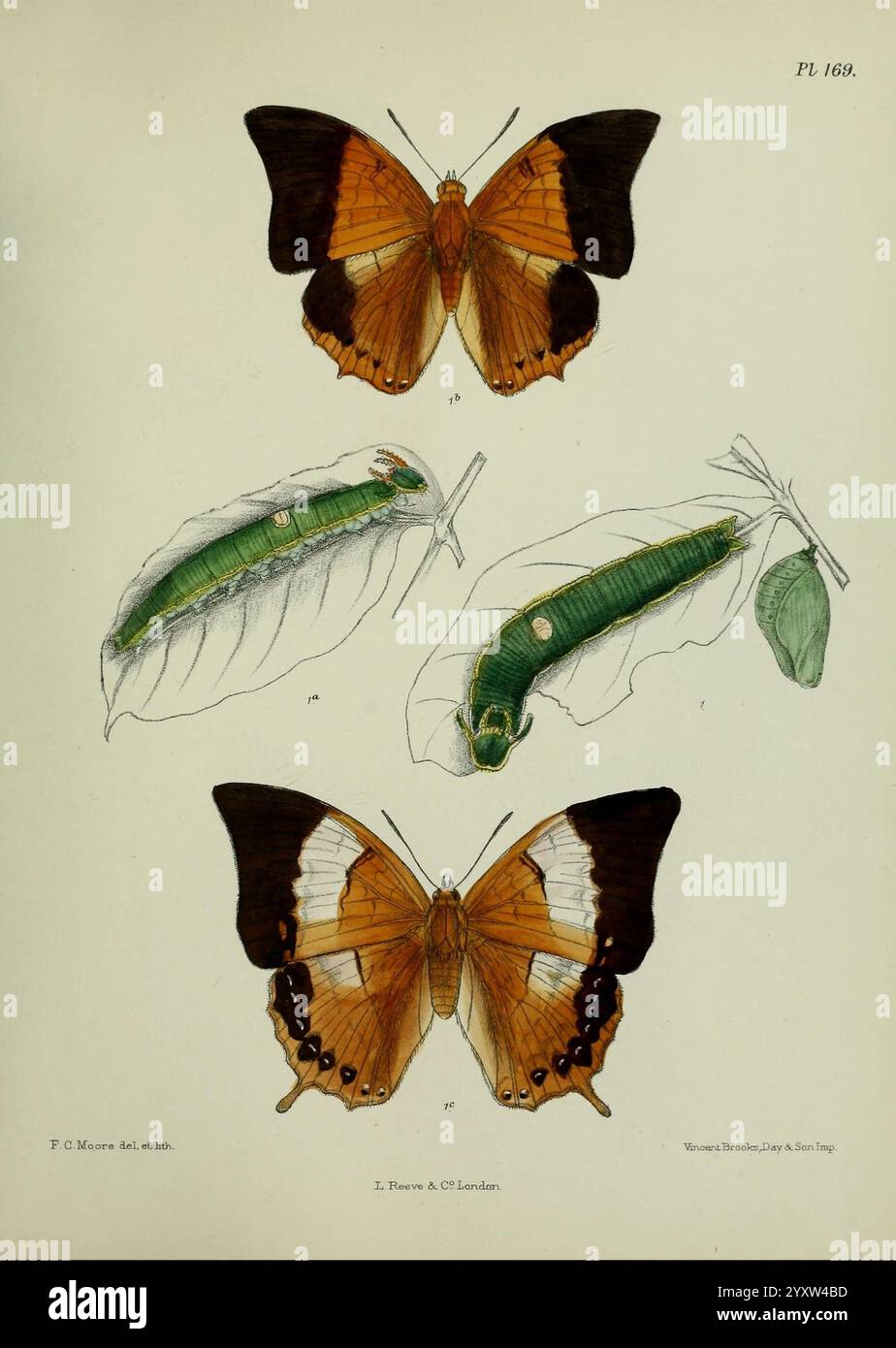 Lepidoptera Indica London, 1890-1913 India, Lepidoptera, Frederic Moore ...