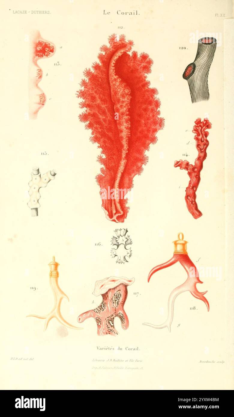 Different coral forms hi-res stock photography and images - Alamy