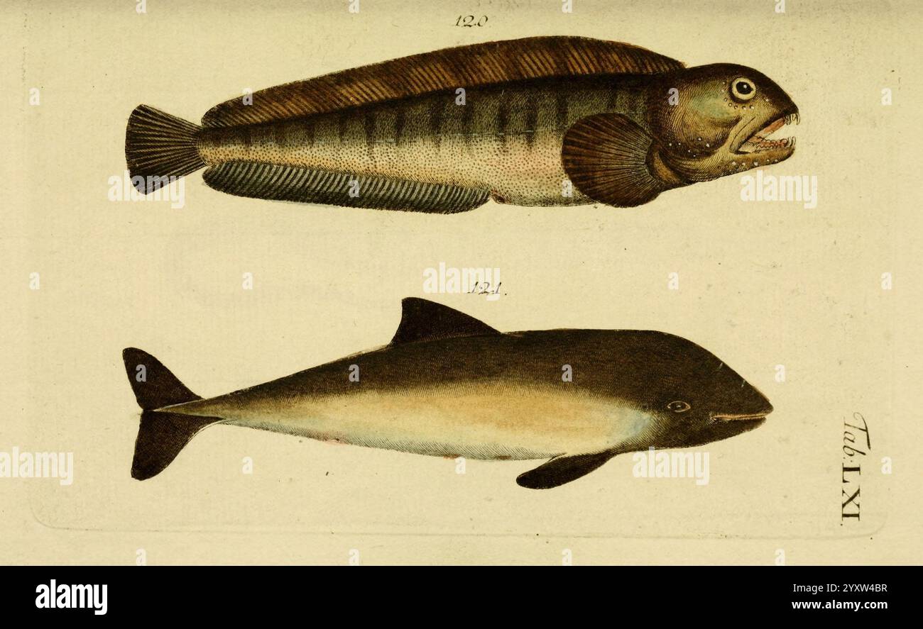 Marine creatures displayed hi-res stock photography and images - Alamy