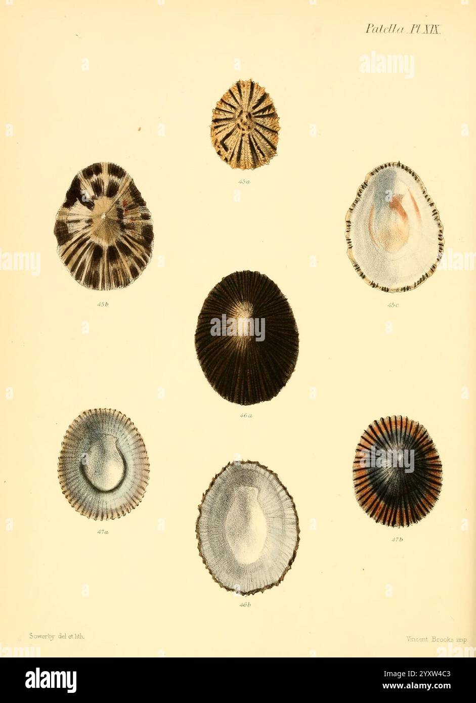 Distinctive radial structures hi-res stock photography and images - Alamy