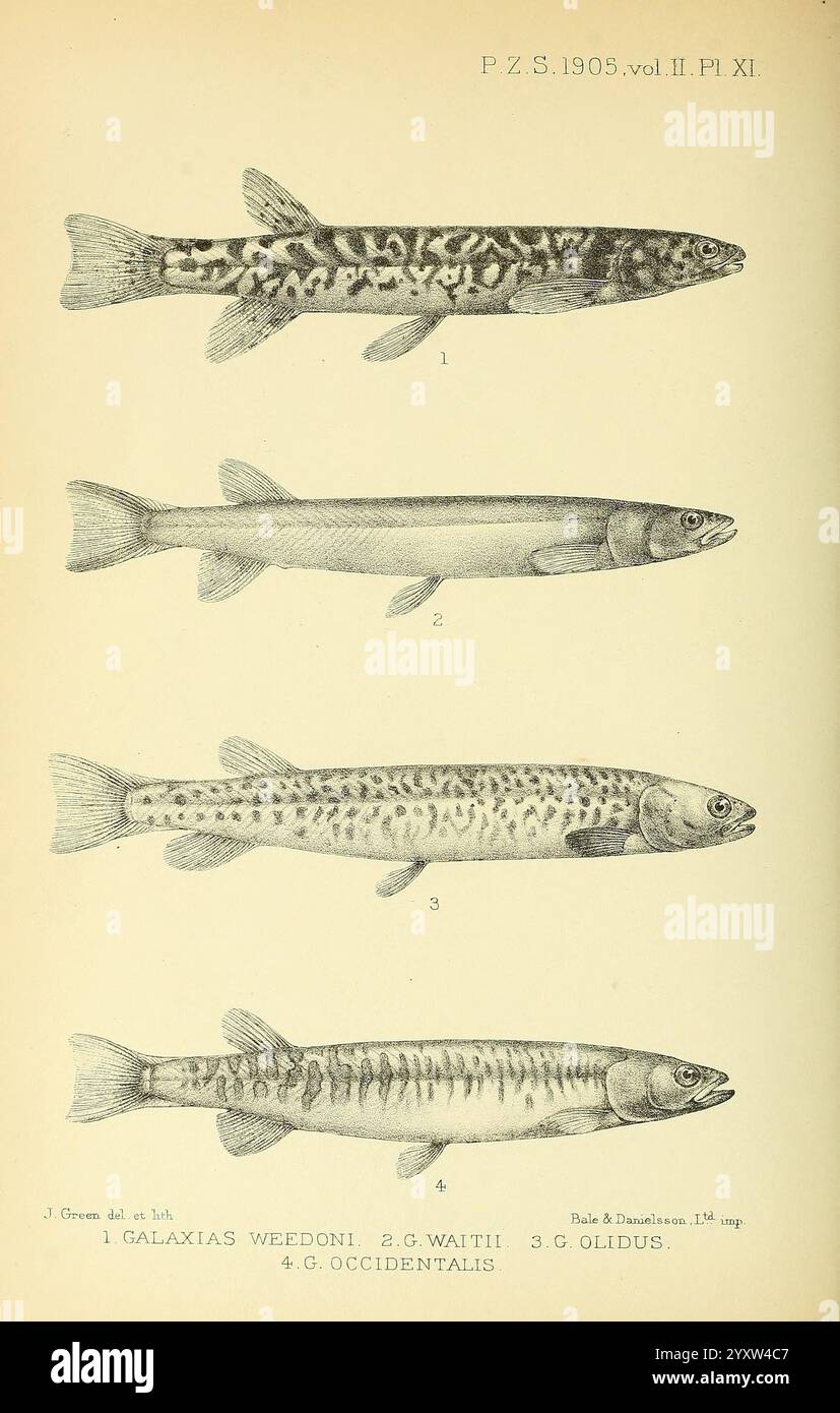 Third specimen reveals hi-res stock photography and images - Alamy