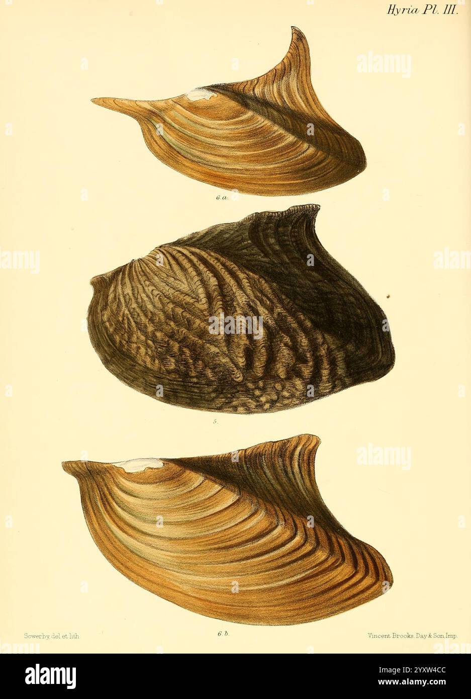 Artwork features three distinct illustrations hi-res stock photography ...