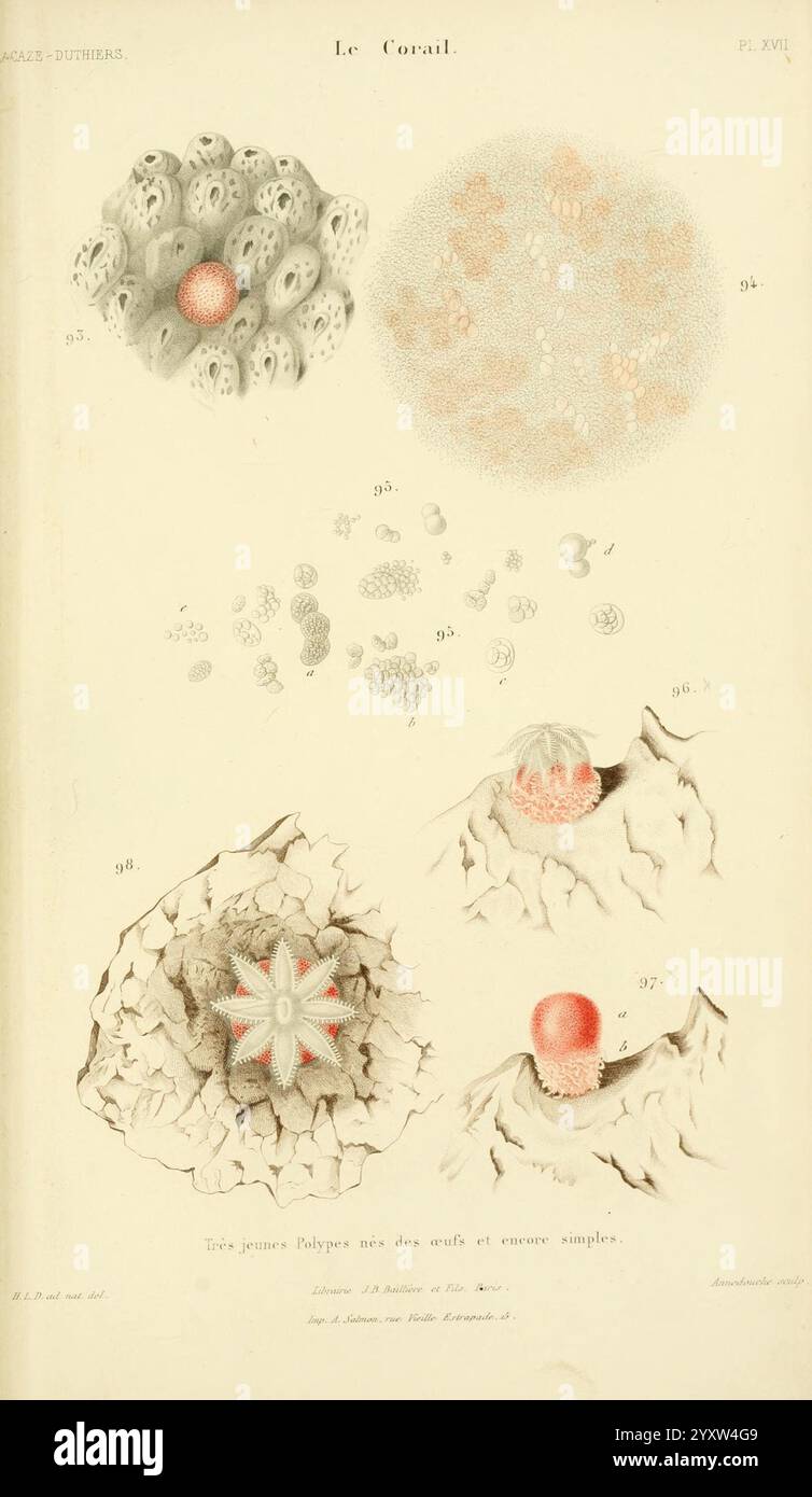 Top section features multiple coral polyps hi-res stock photography and ...