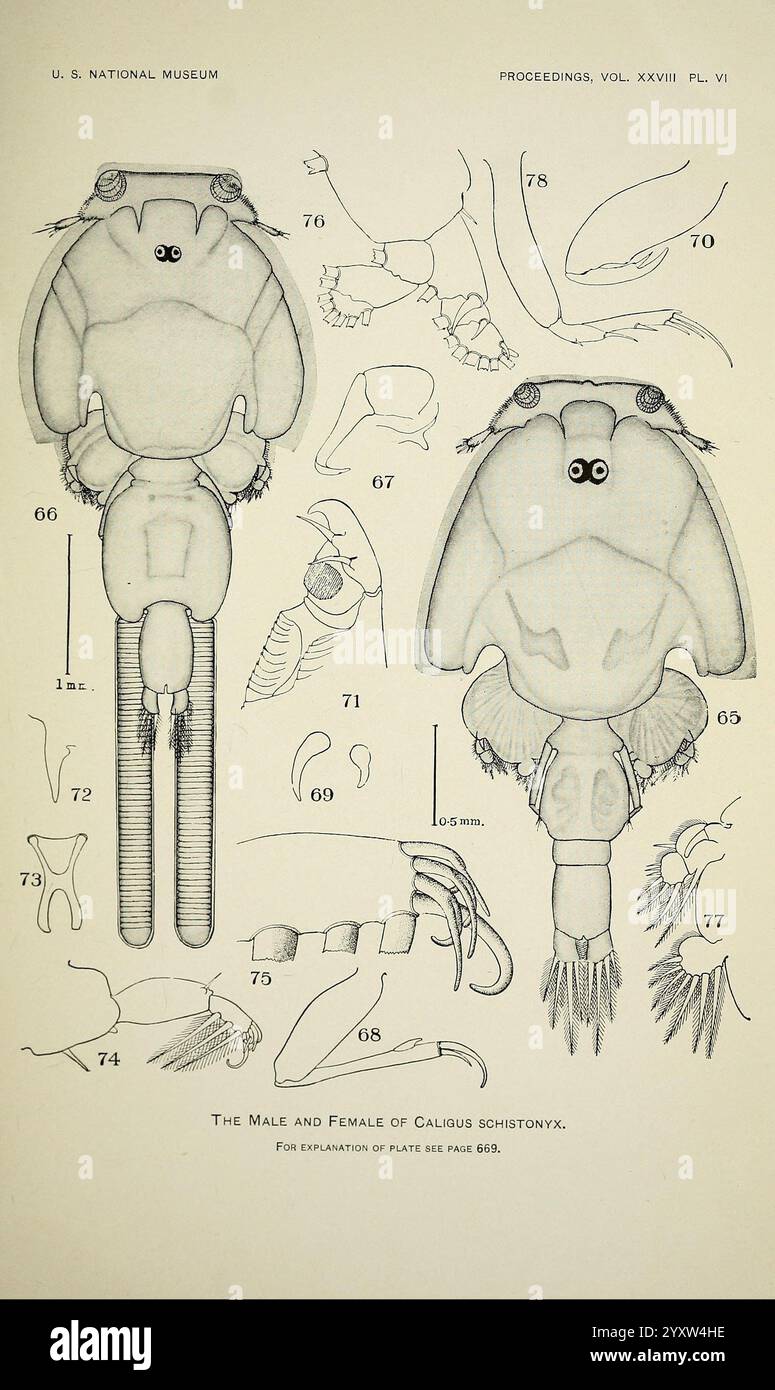 North American Parasitic Copepods Belonging to the Family Caligidae ...