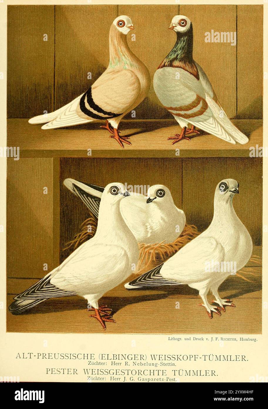 Illustrated, Mustertauben-Buch, Hamburg, Druck und Verlag von J.F ...