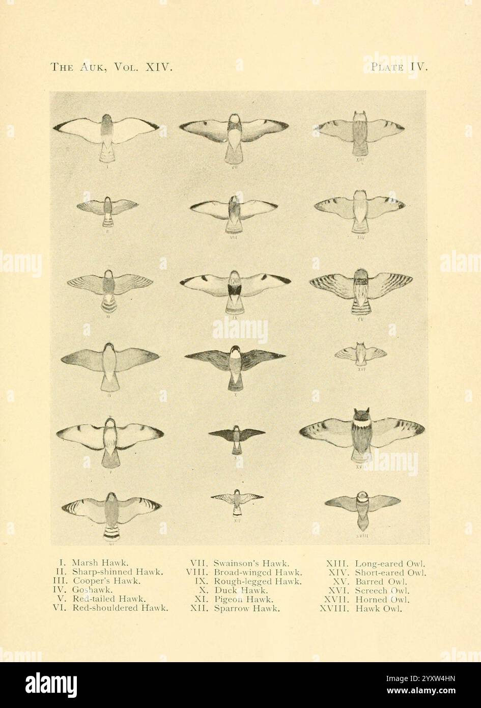 The Auk Washington, D.C. American Ornithologists' Union etc. 1884 ...
