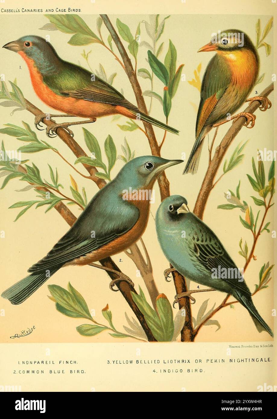 Yellow bellied lidthrix showcases hi-res stock photography and images ...