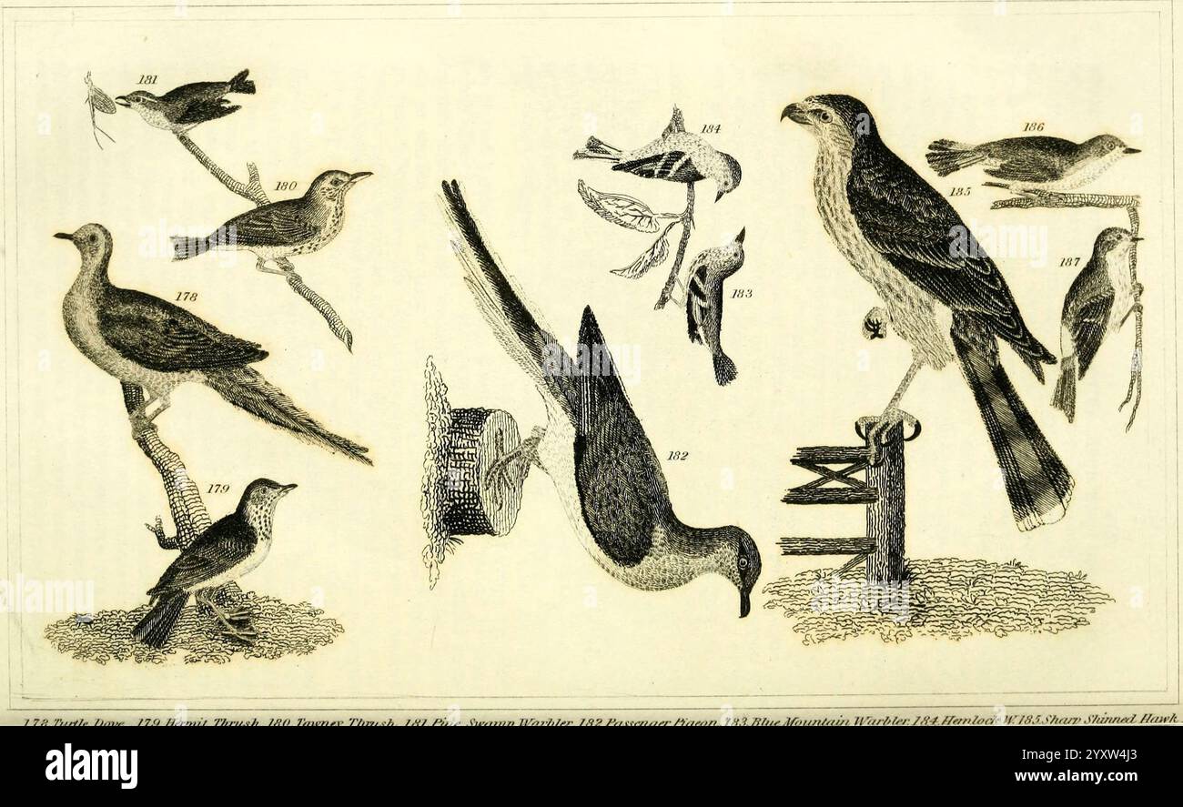 Highlighting smaller birds hi-res stock photography and images - Alamy