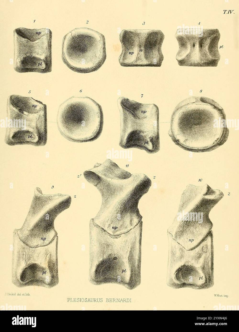 Fossilized vertebrae attributed hi-res stock photography and images - Alamy