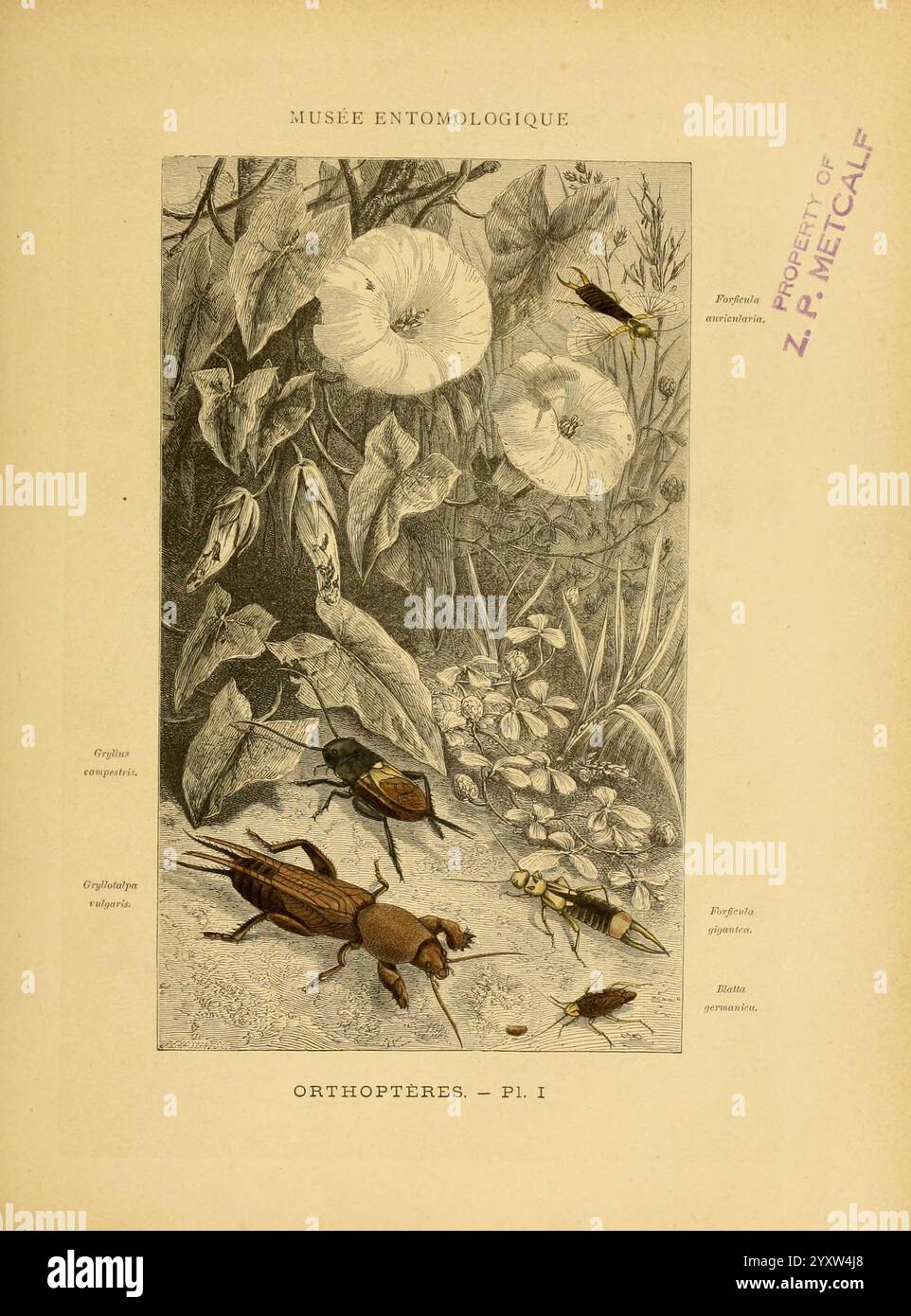 Les insectes Paris, J. Rothschild, 1878. Classification Entomology ...
