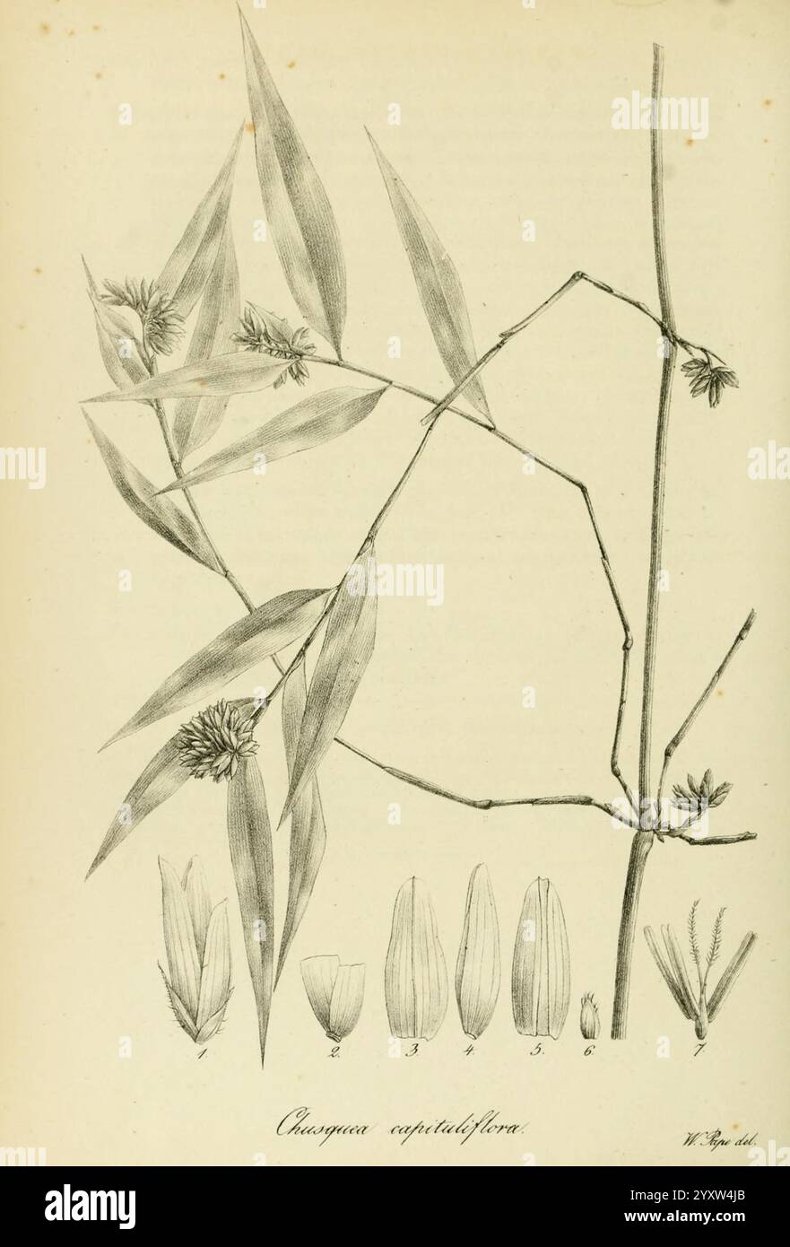 Morphology of chara hi-res stock photography and images - Alamy