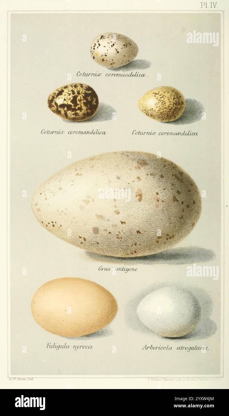 Larger egg labeled hi-res stock photography and images - Alamy