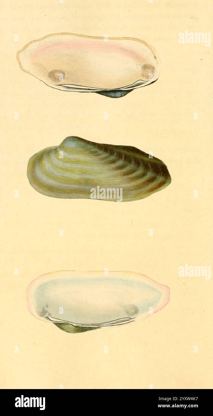 Illustration features three distinct types of shells hi-res stock ...