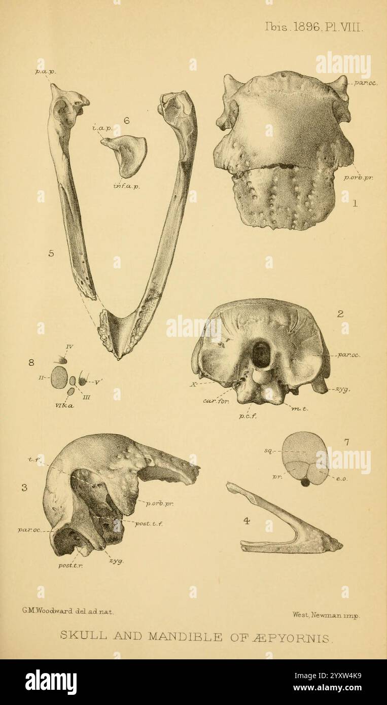 Ibis London Published for the British Ornithologists' Union by Academic ...