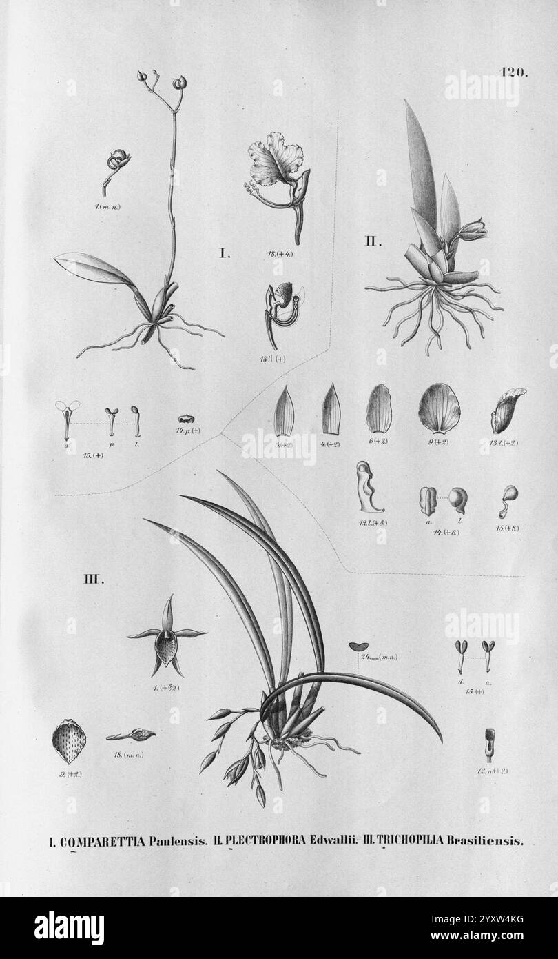 Seed plants identification Black and White Stock Photos & Images - Alamy