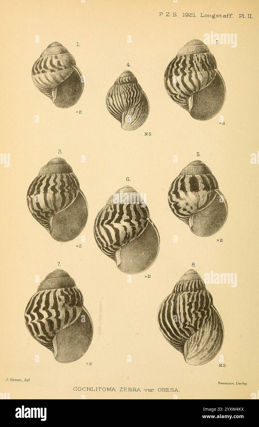 Detailed depictions of various shells belonging hi-res stock ...