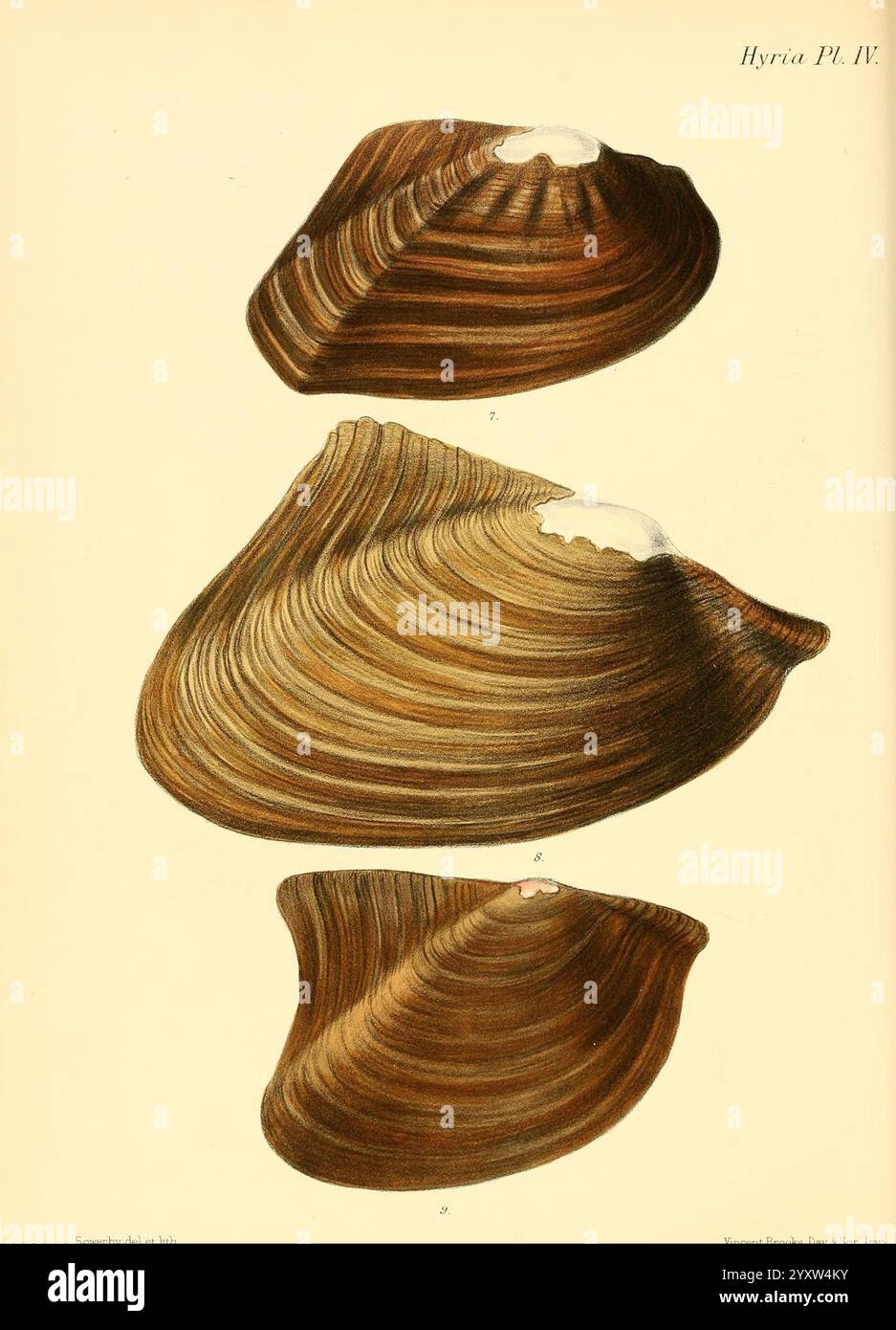 Conchologia Iconica, or Illustrations of the Shells of Molluscous ...